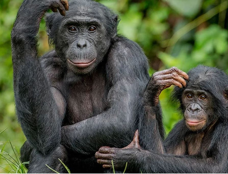 Rencontrez Claudine André, "l'Ange des Bonobos" - L'Académie du Climat